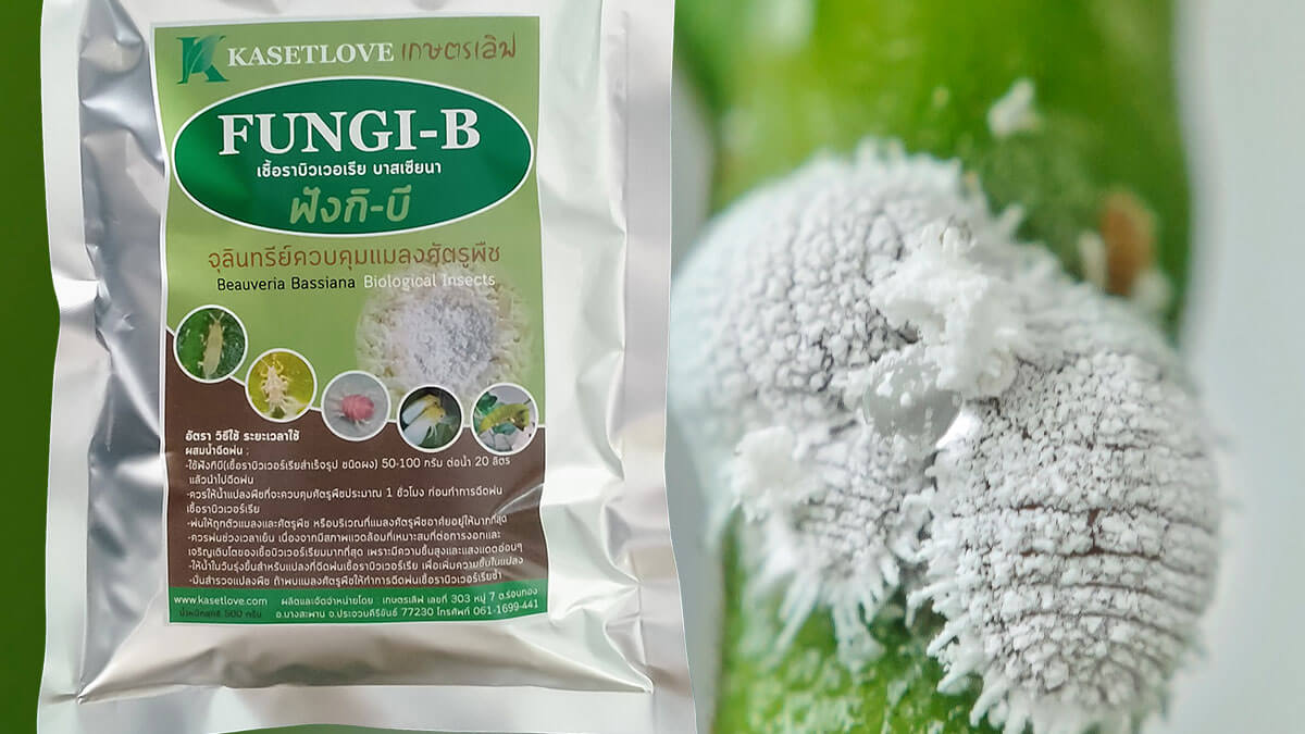 บิวเวอร์เรีย เชื้อราฆ่าแมลงศัตรูพืชชีวภาพใช้ในเกษตอินทรีย สารฆ่าแมลงออแกนิค